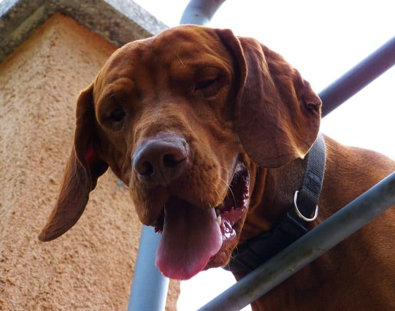 【Braco húngaro o Vizsla】 ⋆ Características y cuidados