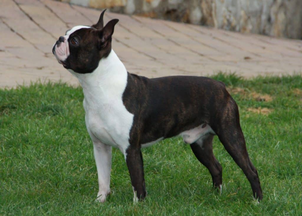 【Boston Terrier】 ⋆ Historia, características y cuidados