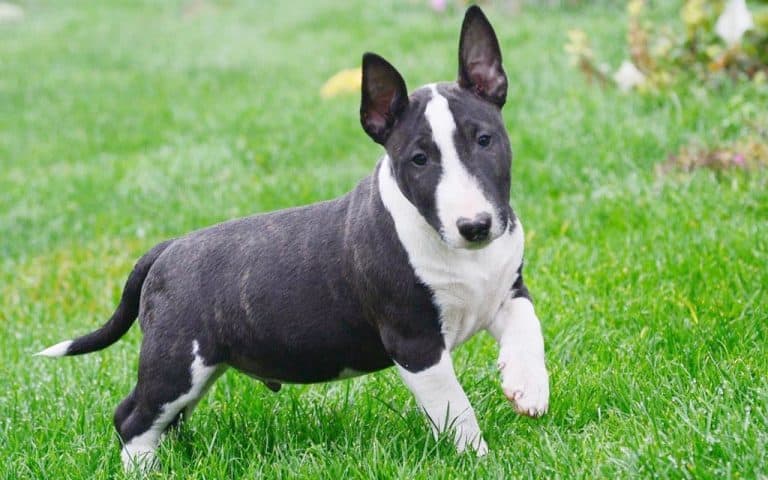 Bull Terrier miniatura ⋆ Historia, fotos y más - 【2020】