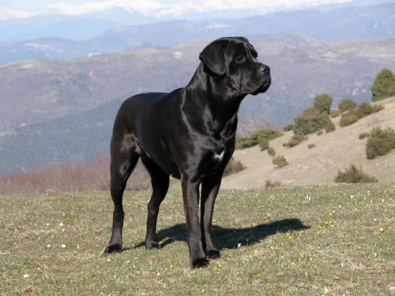 【Cane Corso o Mastín Italiano】 ⋆ Historia, características y cuidados