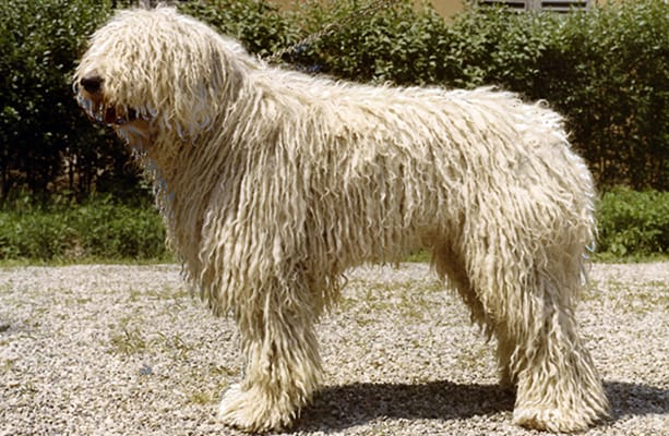 【Komondor 】 ⋆ Historia, características y cuidados
