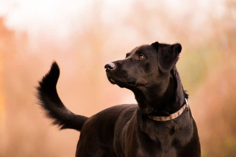 Labrador Negro - Toda la información sobre esta popular raza ⋆ Historia ...