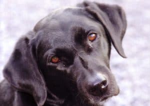 Labrador Negro - Toda la información sobre esta popular raza ⋆ Historia ...