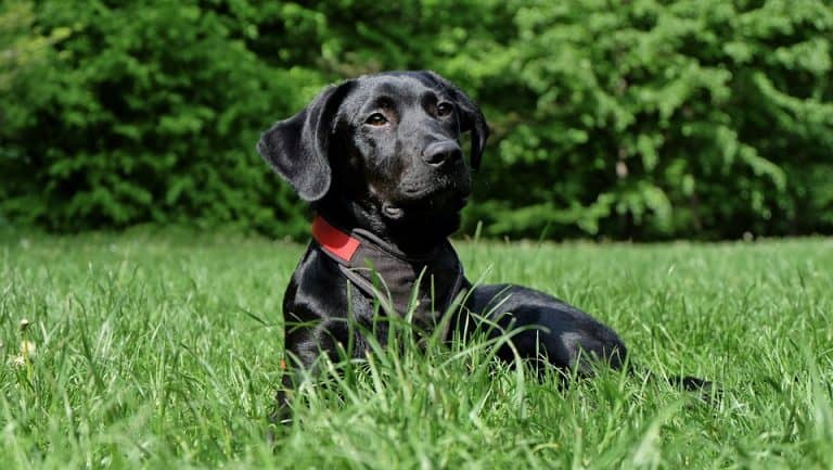 Labrador Negro - Toda la información sobre esta popular raza ⋆ Historia ...