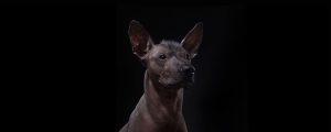 Xoloitzcuintle ⋆ Historia, fotos y más - 【2022】