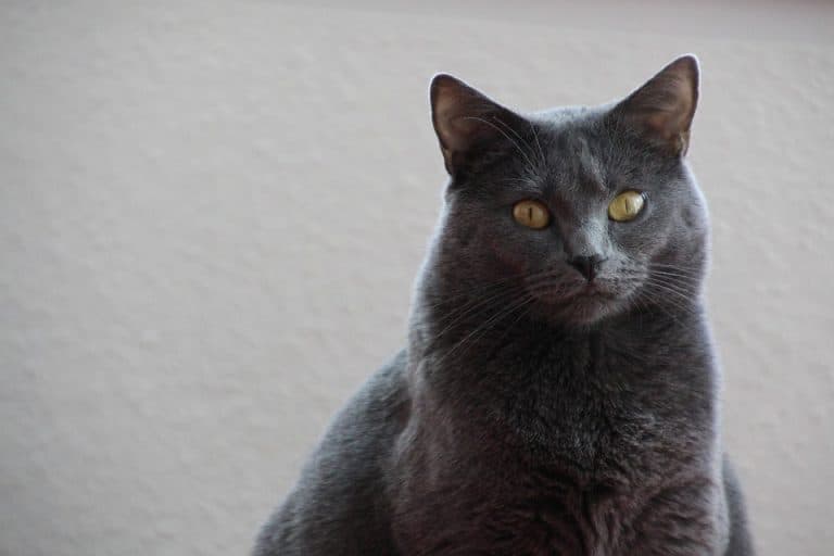 Gato Chartreux ⋆ Historia, fotos y más - 【2024】