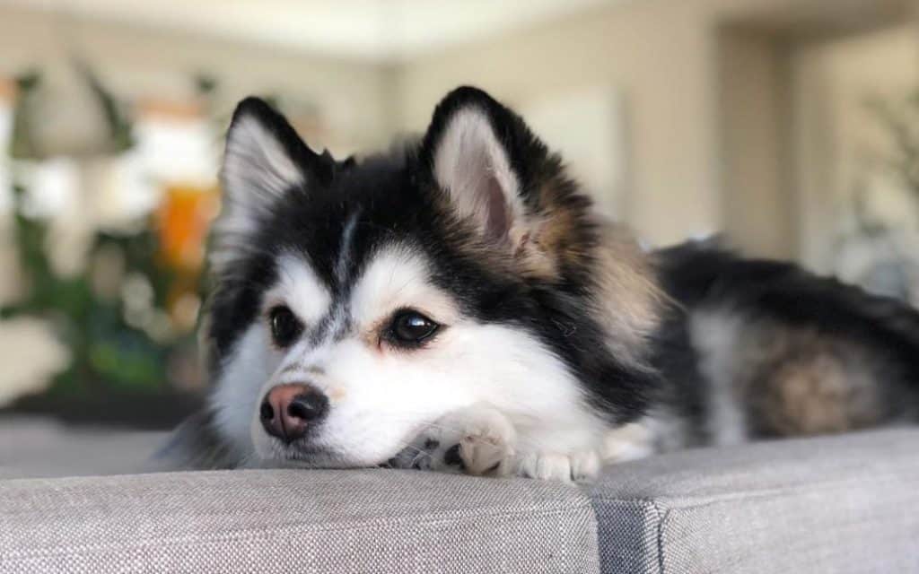 Pomsky ⋆ Historia, fotos y más - 【2023】