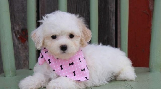 【Poochon 】 ⋆ Historia, características y cuidados