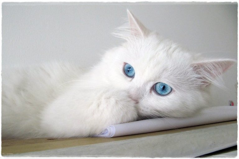 El gato Angora Turco - El vibrante felino de exuberante melena rizada ⋆ ...