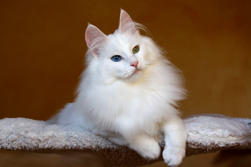 Angora Turco ⋆ Historia, fotos y más - 【2022】