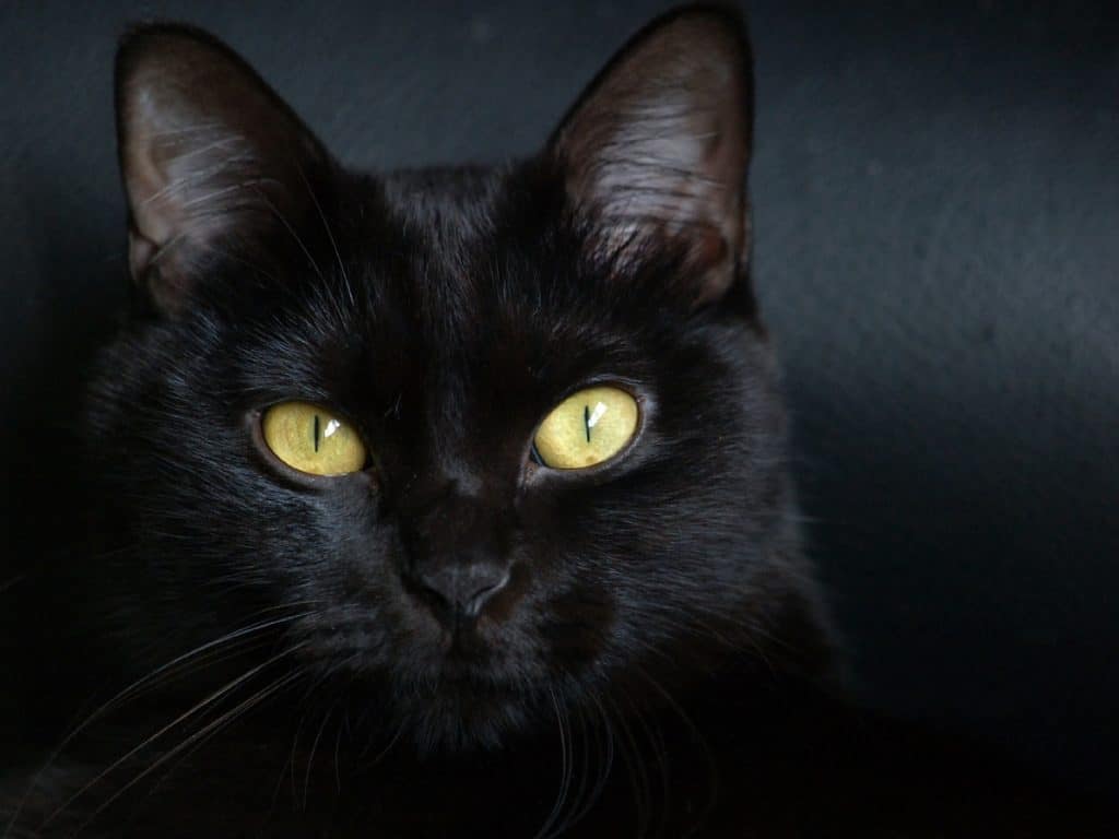 El gato Bombay - La aterciopelada pantera negra en miniatura ⋆ Historia ...