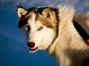 Perro Esquimal Canadiense ⋆ Historia, fotos y más - 【2023】