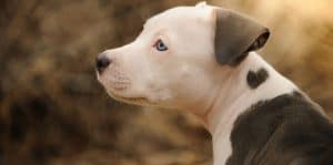 Pitsky ⋆ Historia, fotos y más - 【2022】
