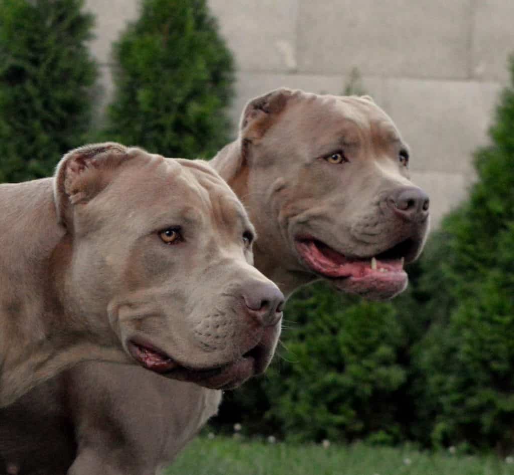【Bandog: El imponente perro guardián inglés 】 ⋆ El perro prohibido