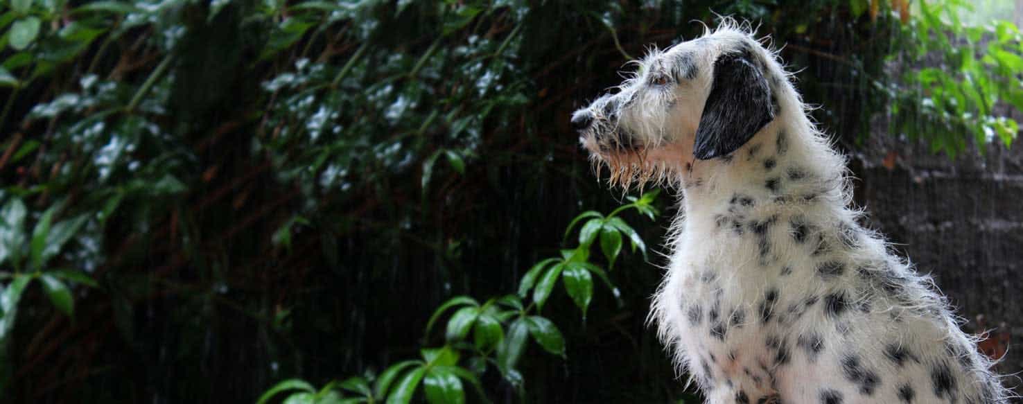 Dalmadoodle (Dalmata + Poodle) (Dalmata + Poodle) ⋆ Historia, fotos y ...