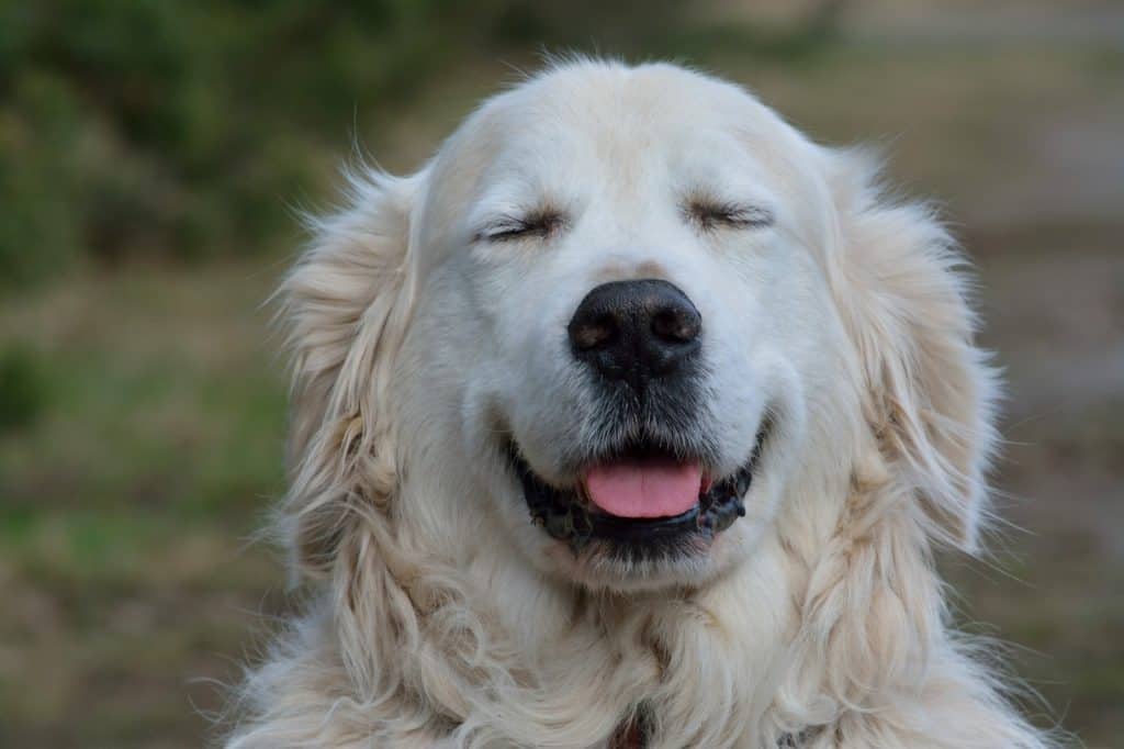 【Cómo saber si tu perro es felíz】