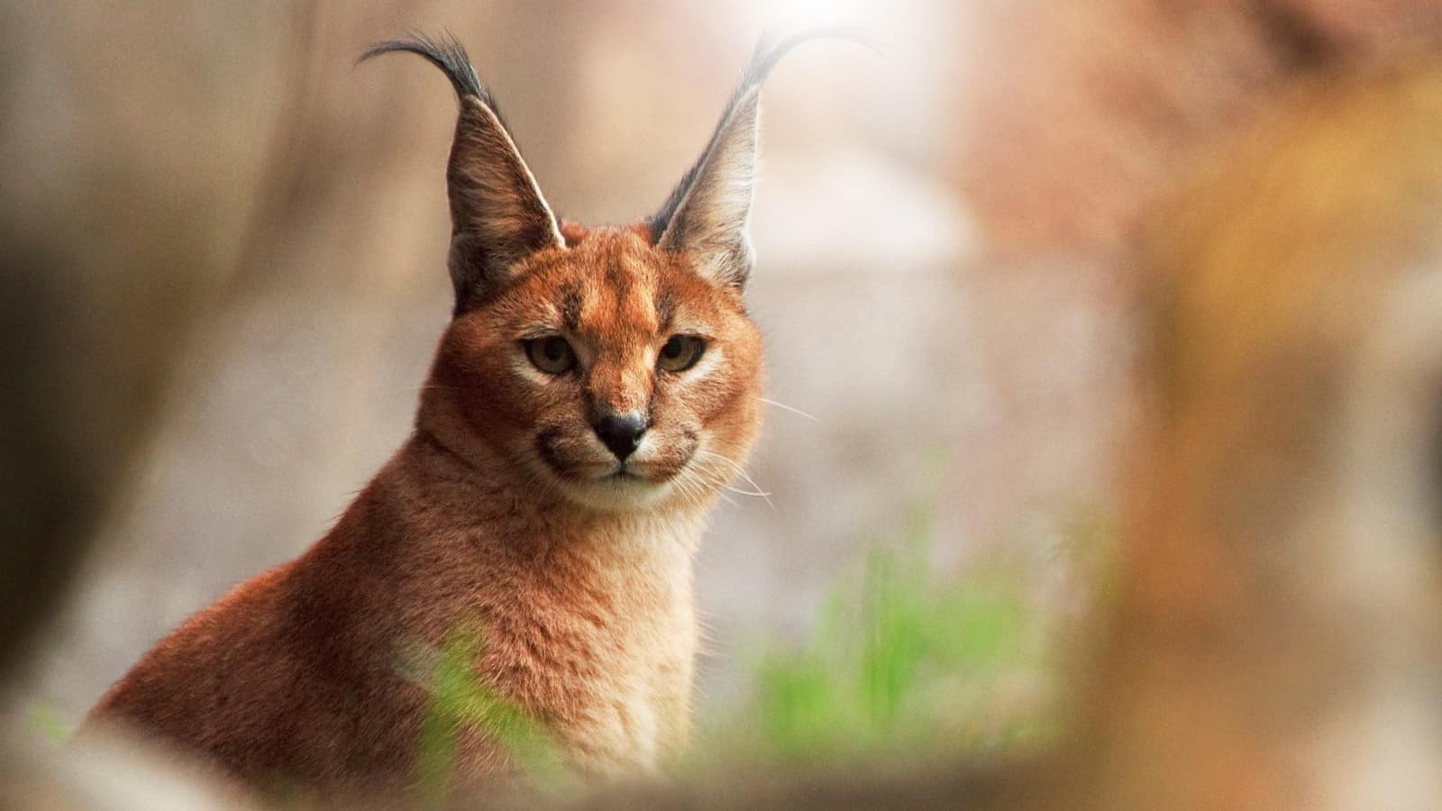 Gato Caracal ⋆ Historia, fotos y más - 【2022】