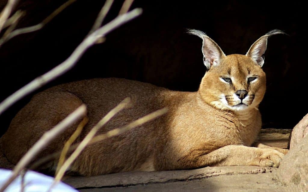 Gato Caracal ⋆ Historia, fotos y más - 【2022】