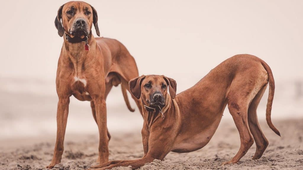 Crestado Rodesiano ⋆ Historia, fotos y más - 【2025】