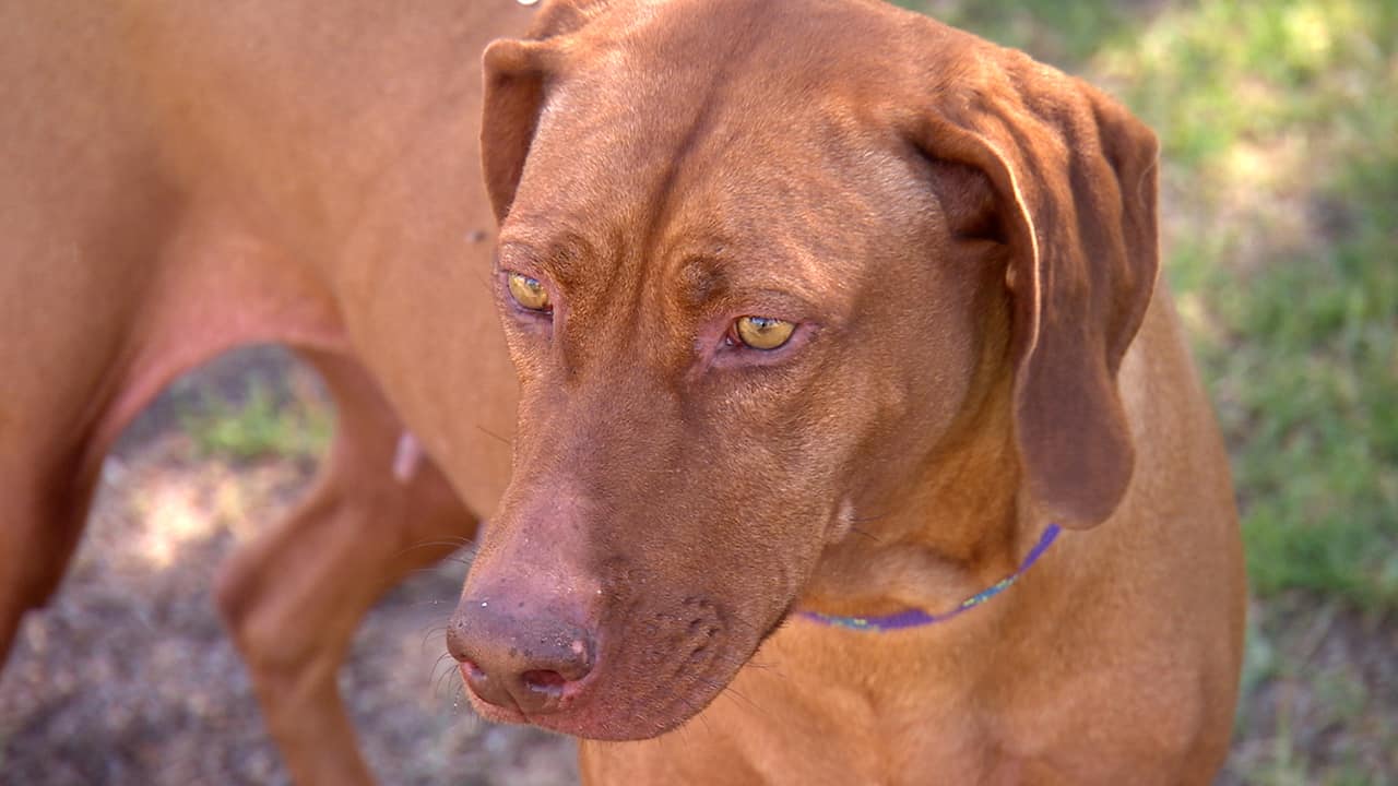 Crestado Rodesiano ⋆ Historia, fotos y más - 【2025】