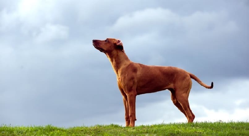 Crestado Rodesiano ⋆ Historia, fotos y más - 【2025】