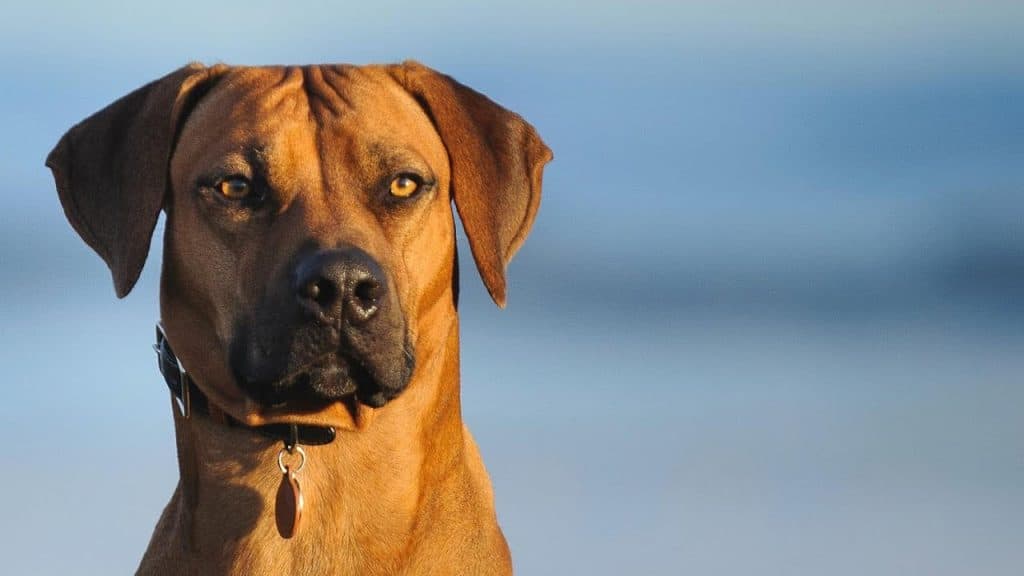 Crestado Rodesiano ⋆ Historia, fotos y más - 【2025】