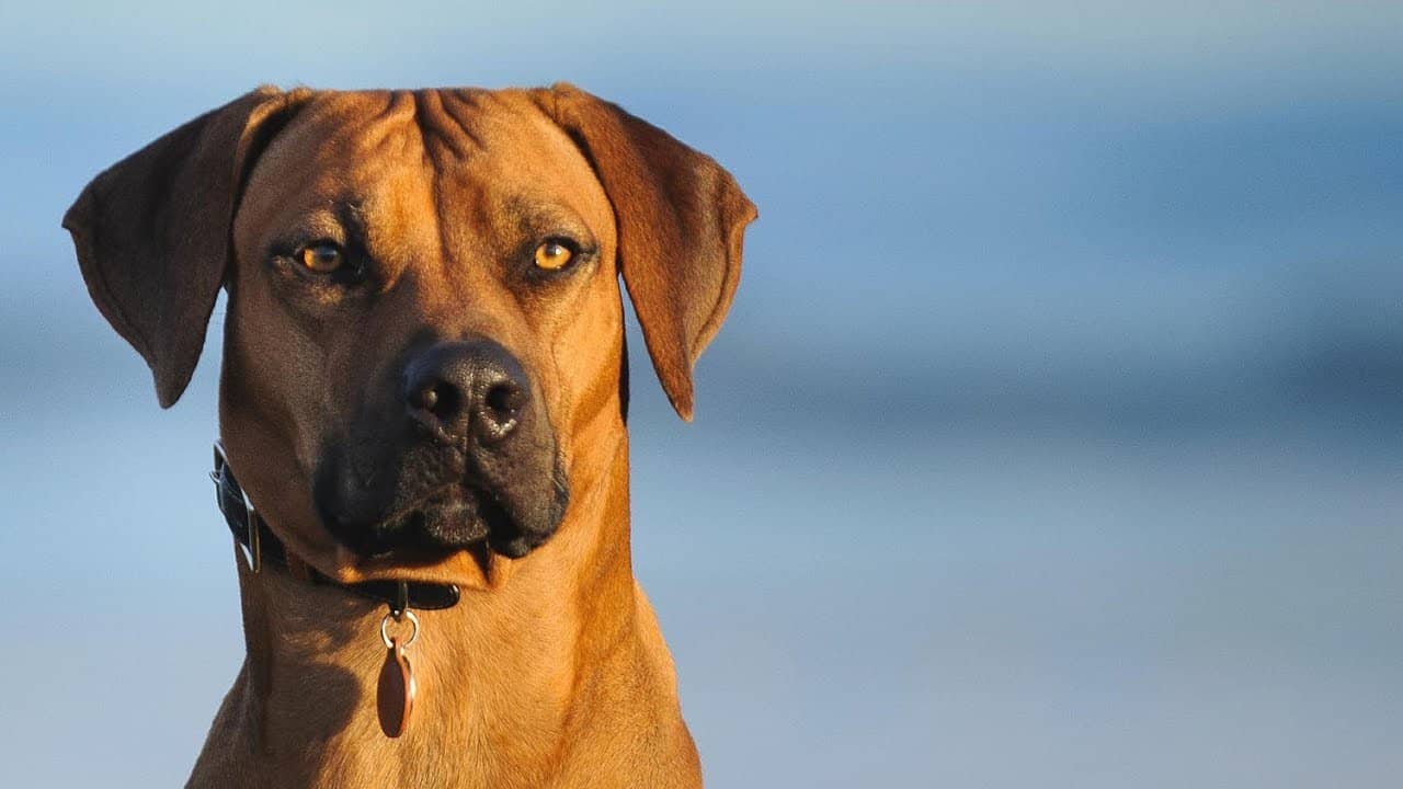 Crestado Rodesiano ⋆ Historia, fotos y más - 【2025】