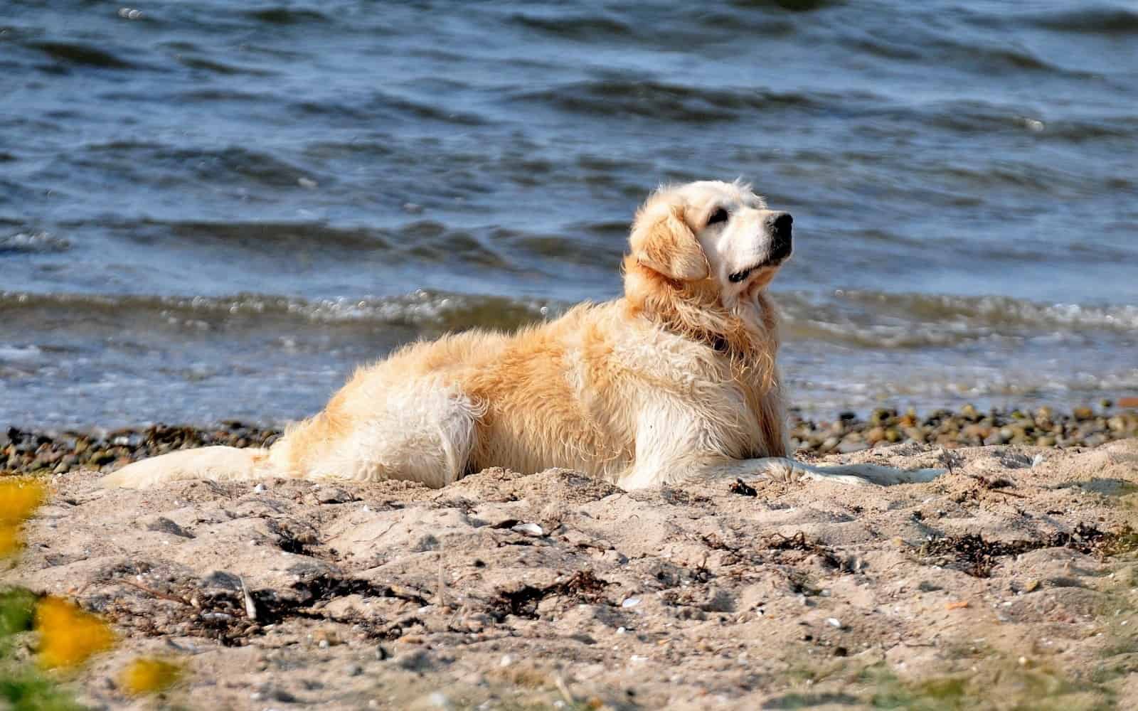 【Que hacer cuando llevas a tu perro a la playa】