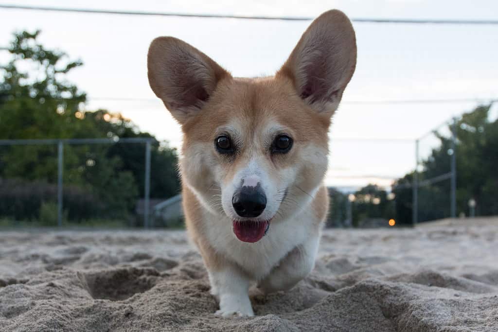 【Que hacer cuando llevas a tu perro a la playa】