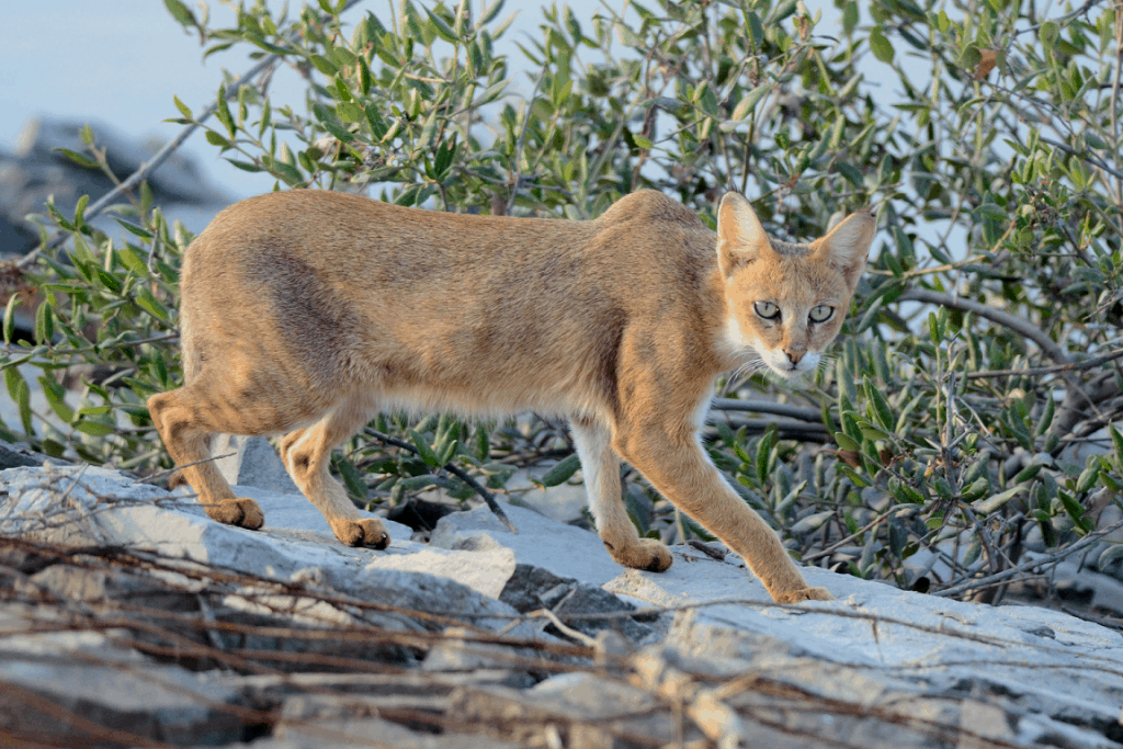 El gato de la jungla - El esbelto felino asiático ⋆ Historia, fotos y ...