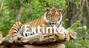 El Tigre de Java - El diminuto felino insular ⋆ - 【2023】