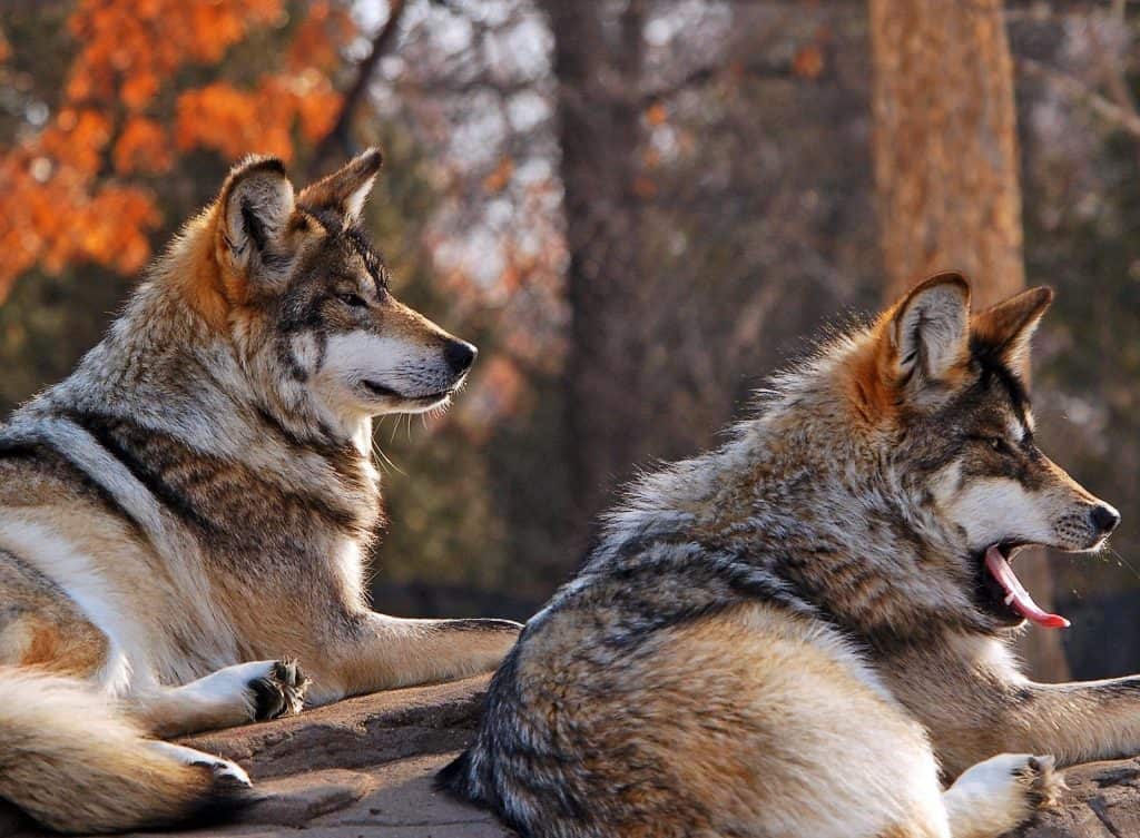 Wolfdog ⋆ Historia, fotos y más - 【2024】