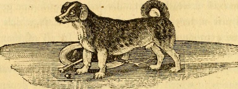 【Turnspit】 ⋆ Historia, fotos y más - 【2020】